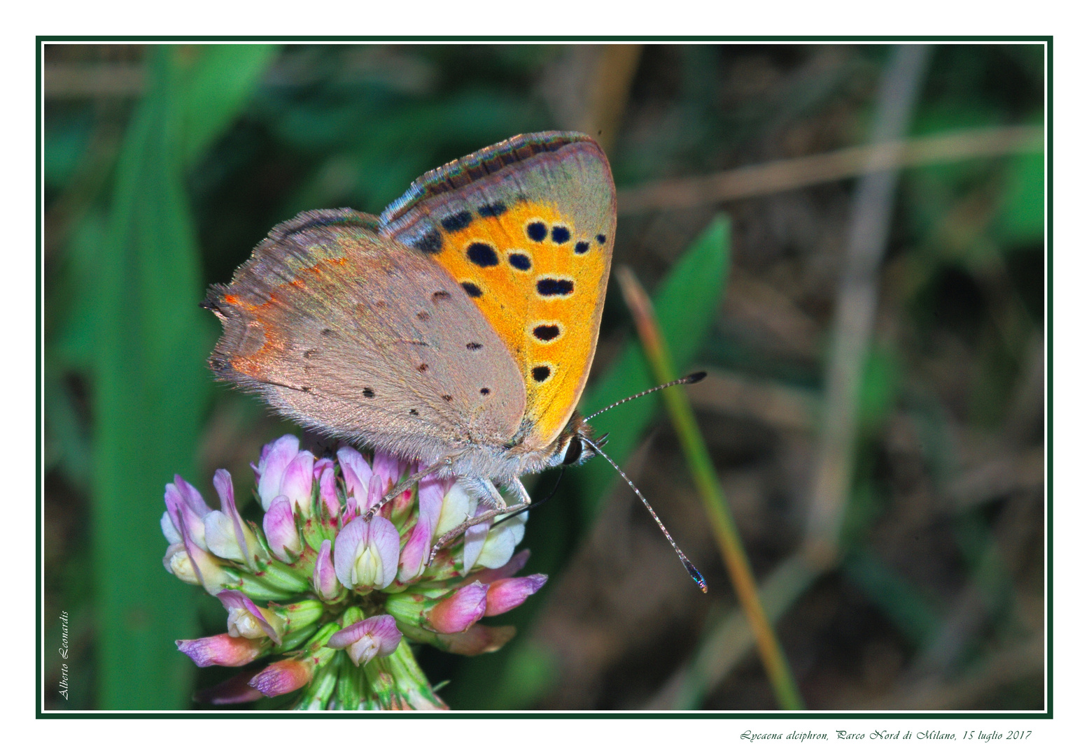 Lycaenidae Lycaena alciphron (Rottemburg, 1775) Foto % Immagini ...