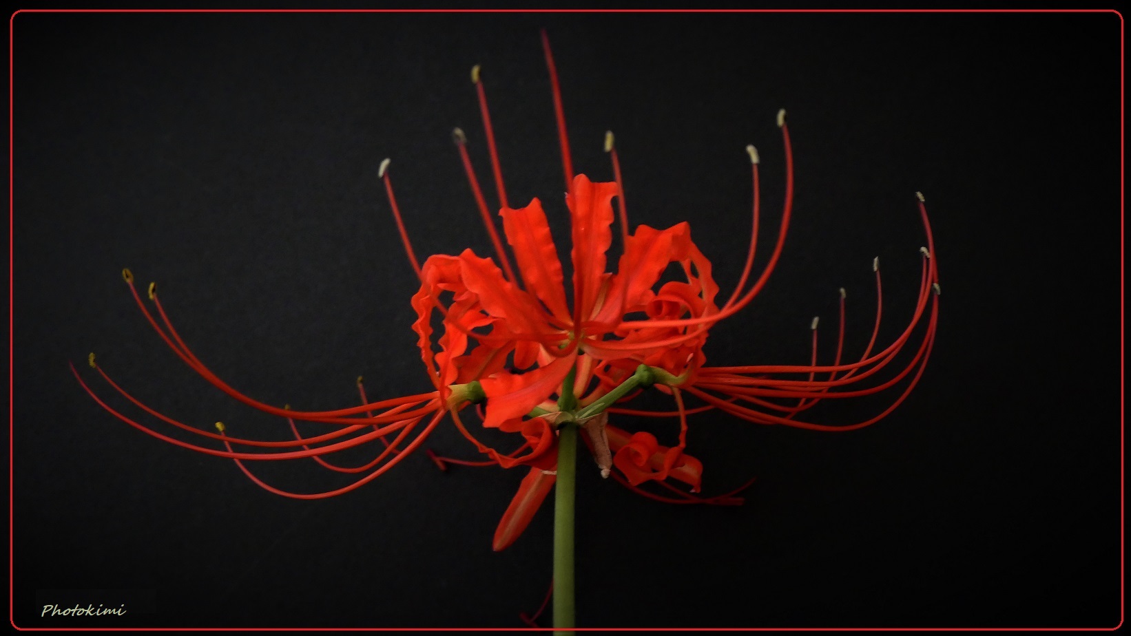 Lycoris radiata Foto & Bild | projekte, mittwochsblümchen, thementage ...