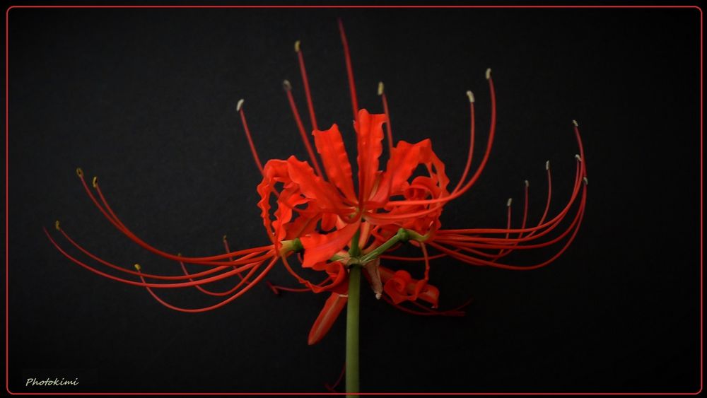 Lycoris radiata Foto & Bild | projekte, mittwochsblümchen, thementage ...