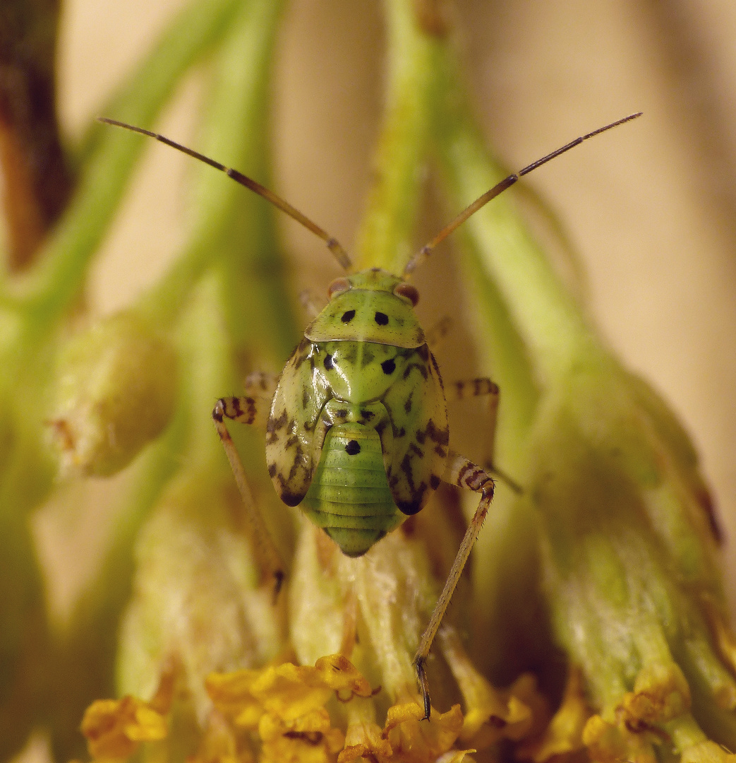 Lygus-Nymphe - vielleicht Lygus wagneri Foto & Bild | wanzen-larven 3 ...