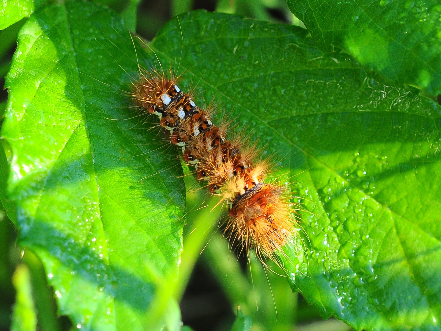 Lymantria Dispar Foto % Immagini| macro e close up, natura Foto su ...