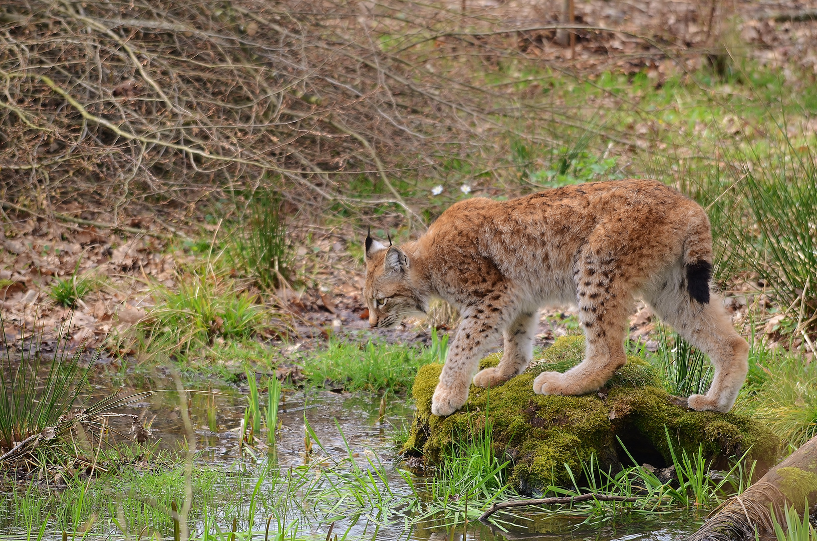 Lynx photo et image | france, nature, portrait Images fotocommunity