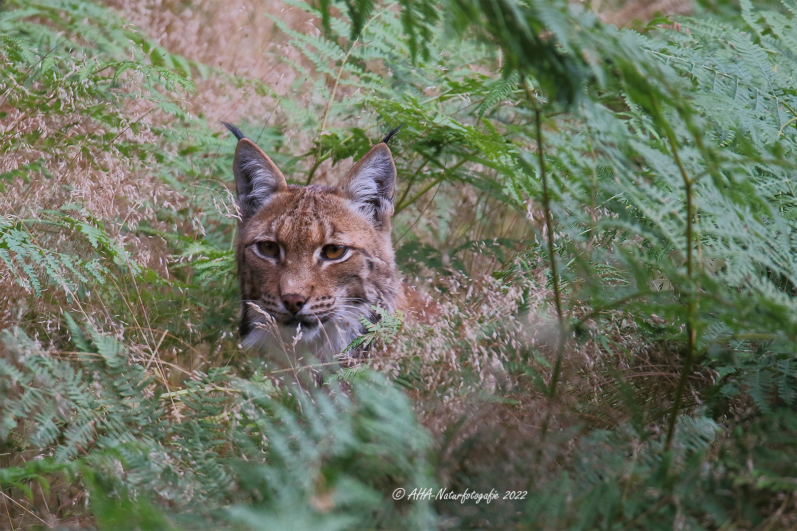 Lynx / Luchs Foto & Bild | natur, tiere, raubtiere Bilder auf fotocommunity
