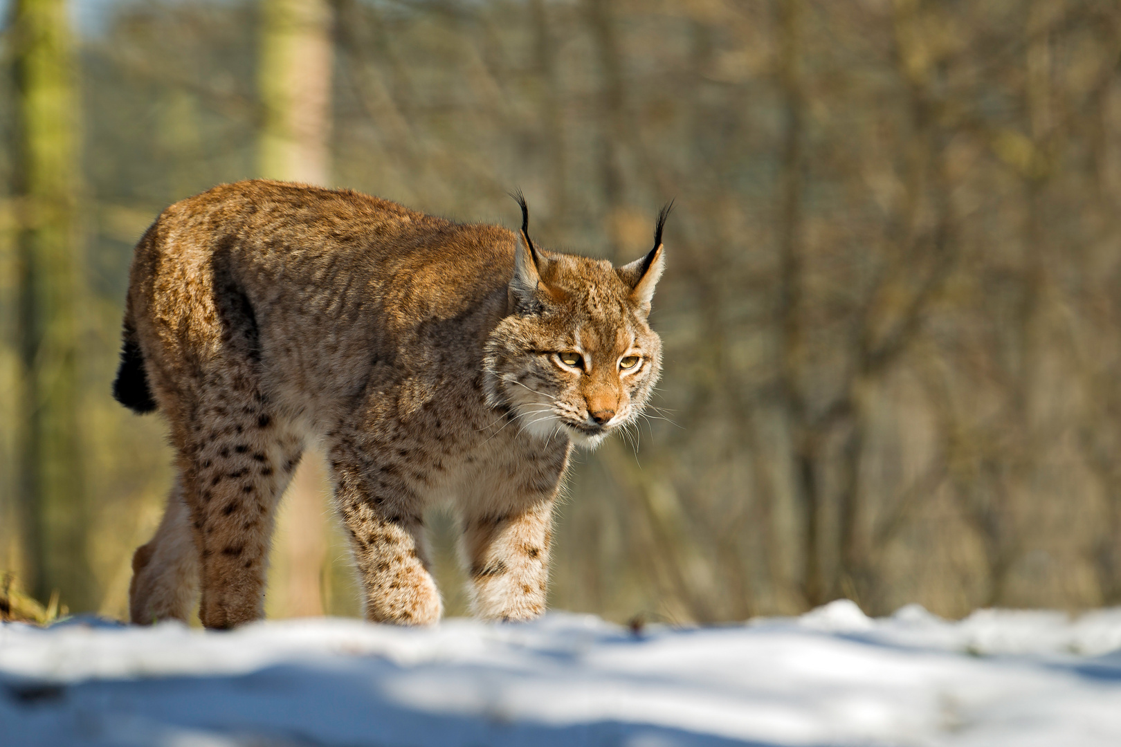 Lynx Roux photo et image | animaux, animaux sauvages, nature Images ...