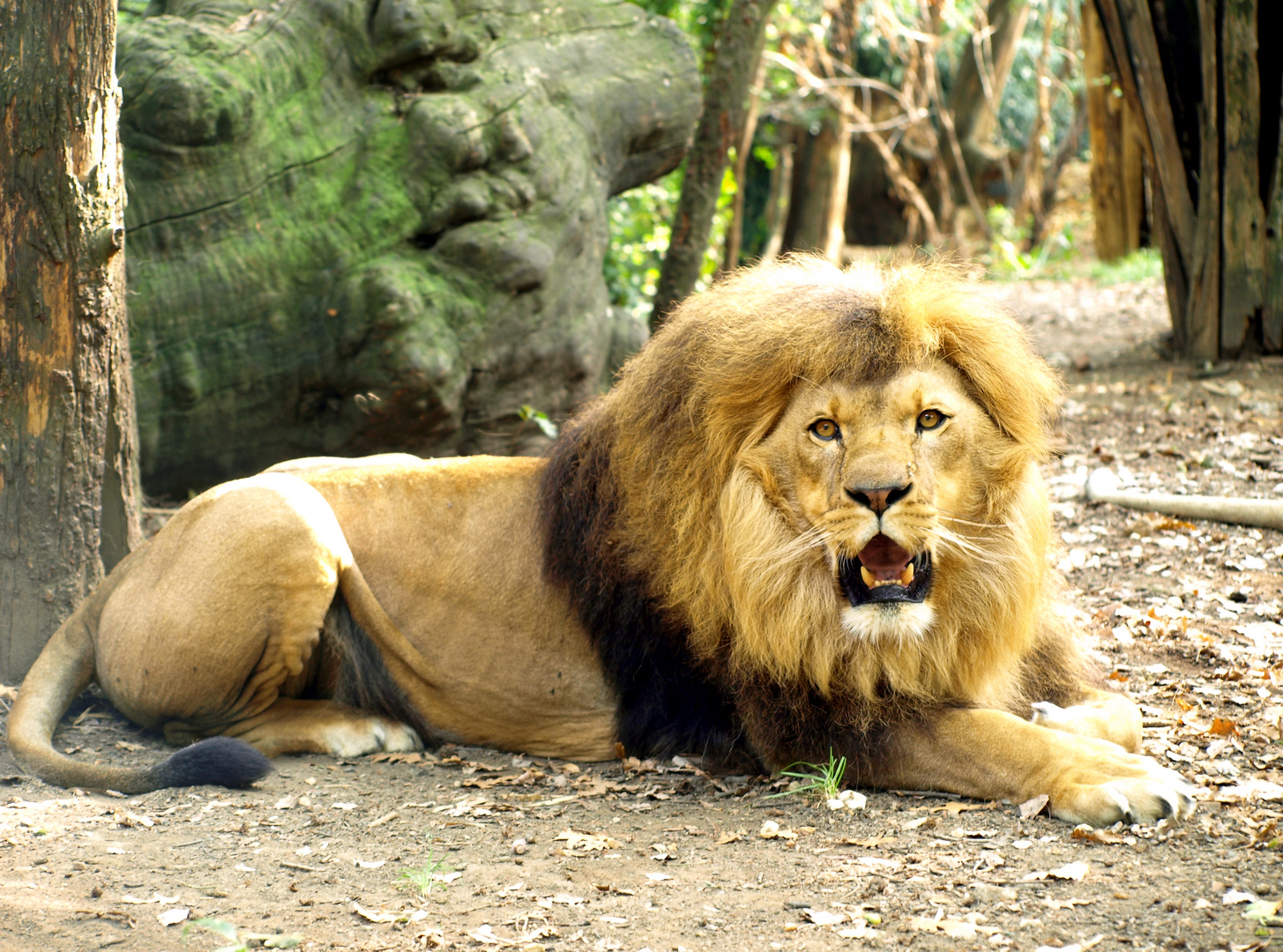 Lyon Foto % Immagini| animali, zoo e allevamenti, natura Foto su ...