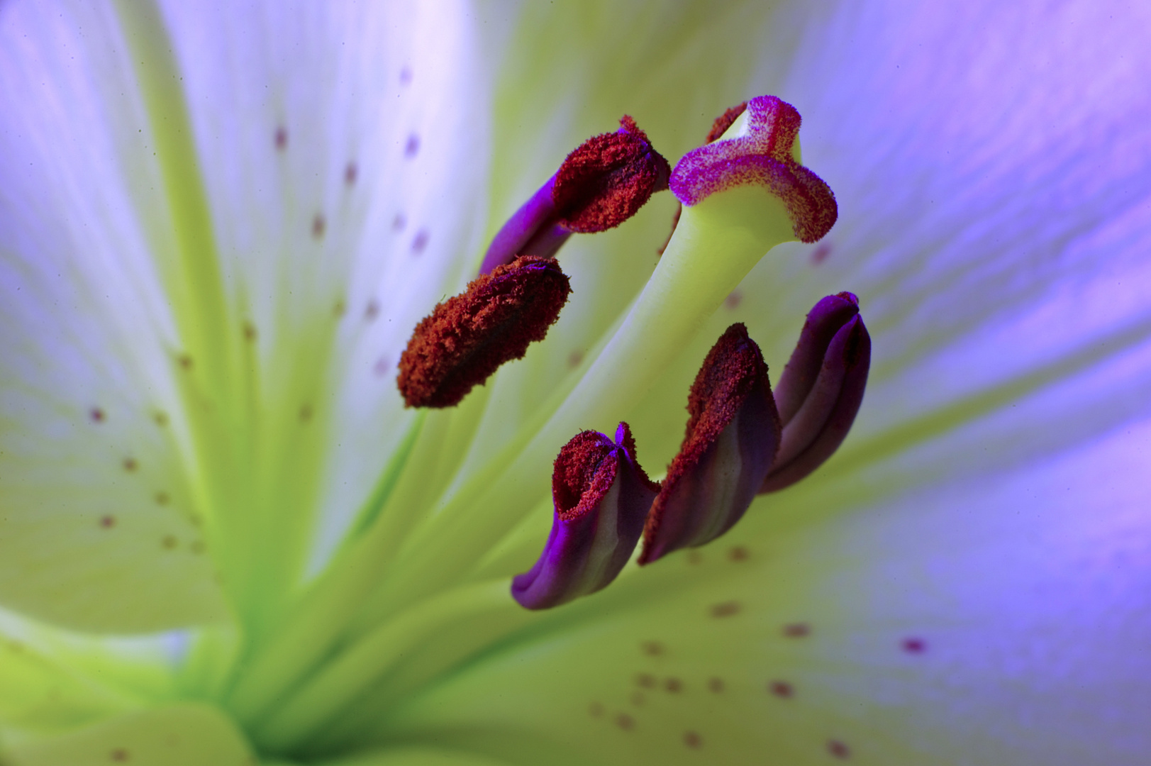 Lys photo et image | fleurs, nature Images fotocommunity
