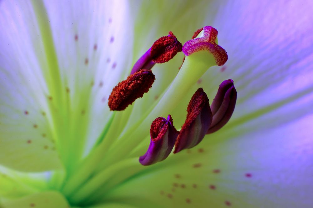 Lys photo et image | fleurs, nature Images fotocommunity