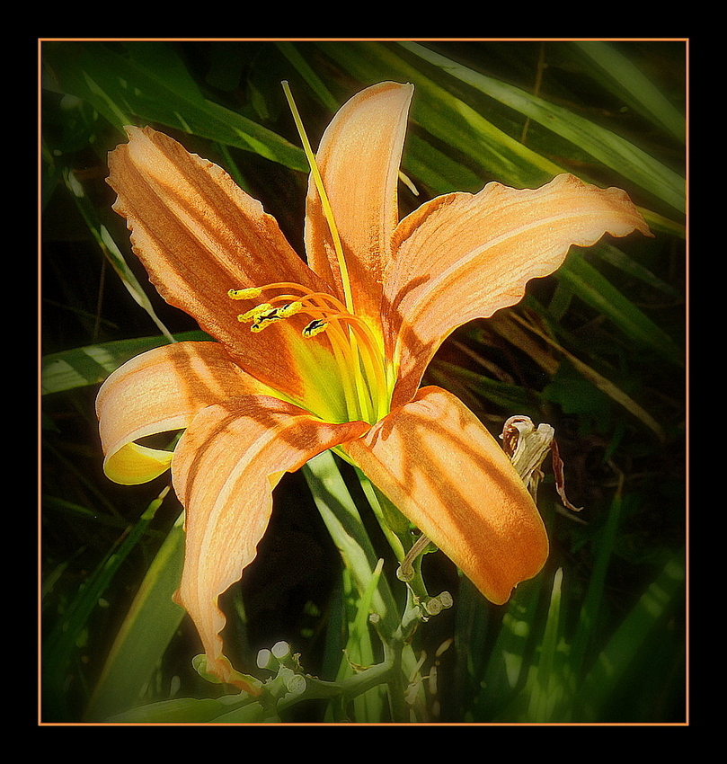 lys photo et image | nature, fleurs Images fotocommunity