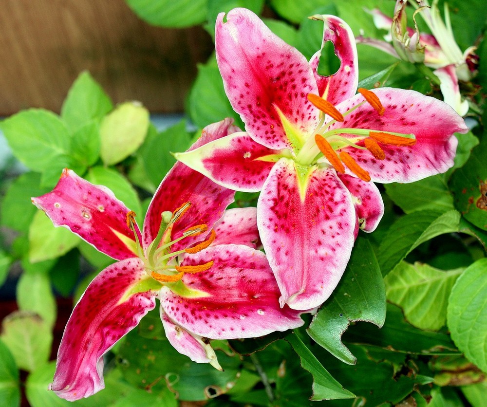 LYS ROSES photo et image | macro nature, macro orchidées sauvages ...