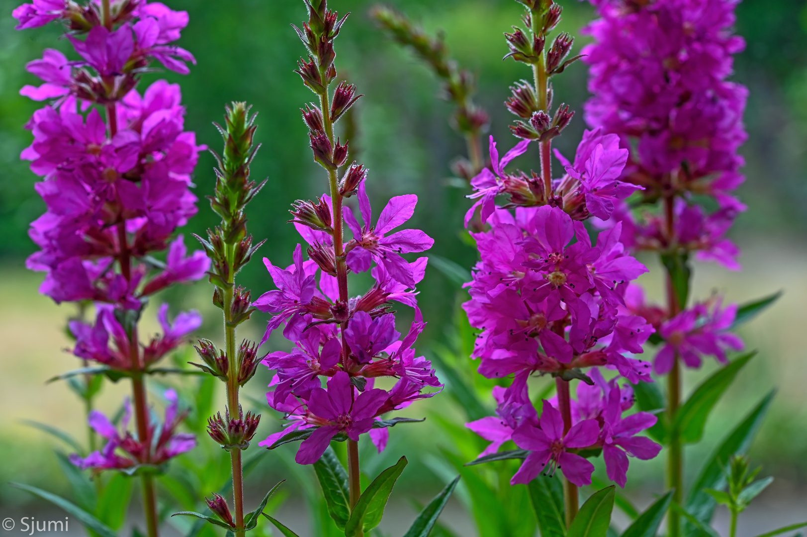 Lythrum Foto & Bild | pflanzen, pilze & flechten, blüten ...