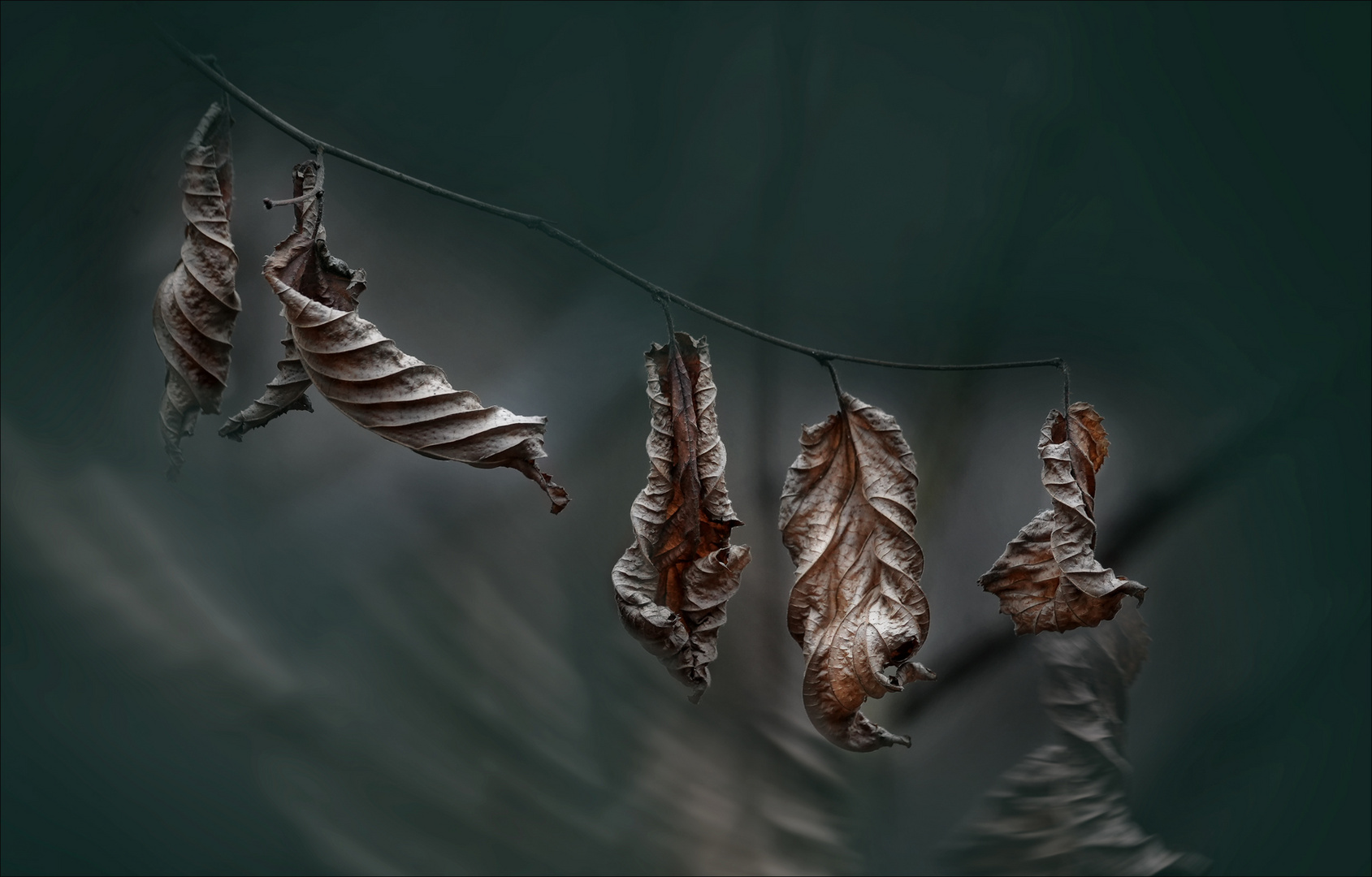 M e l o d i e Foto & Bild | stille, natur, blätter Bilder auf fotocommunity