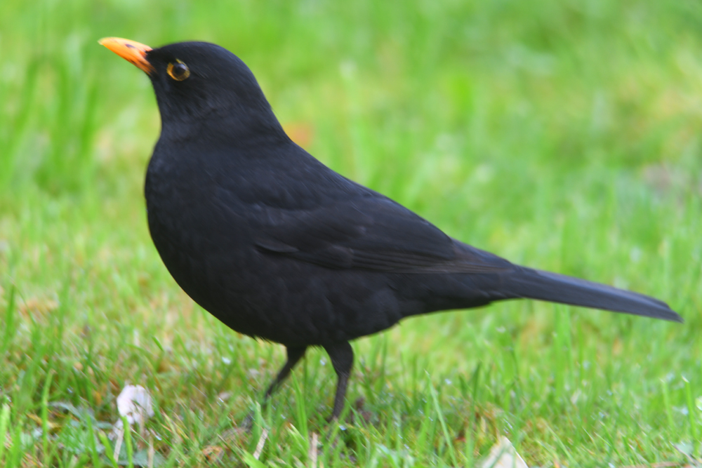 M. Merle photo et image | animaux, animaux sauvages, oiseaux Images ...