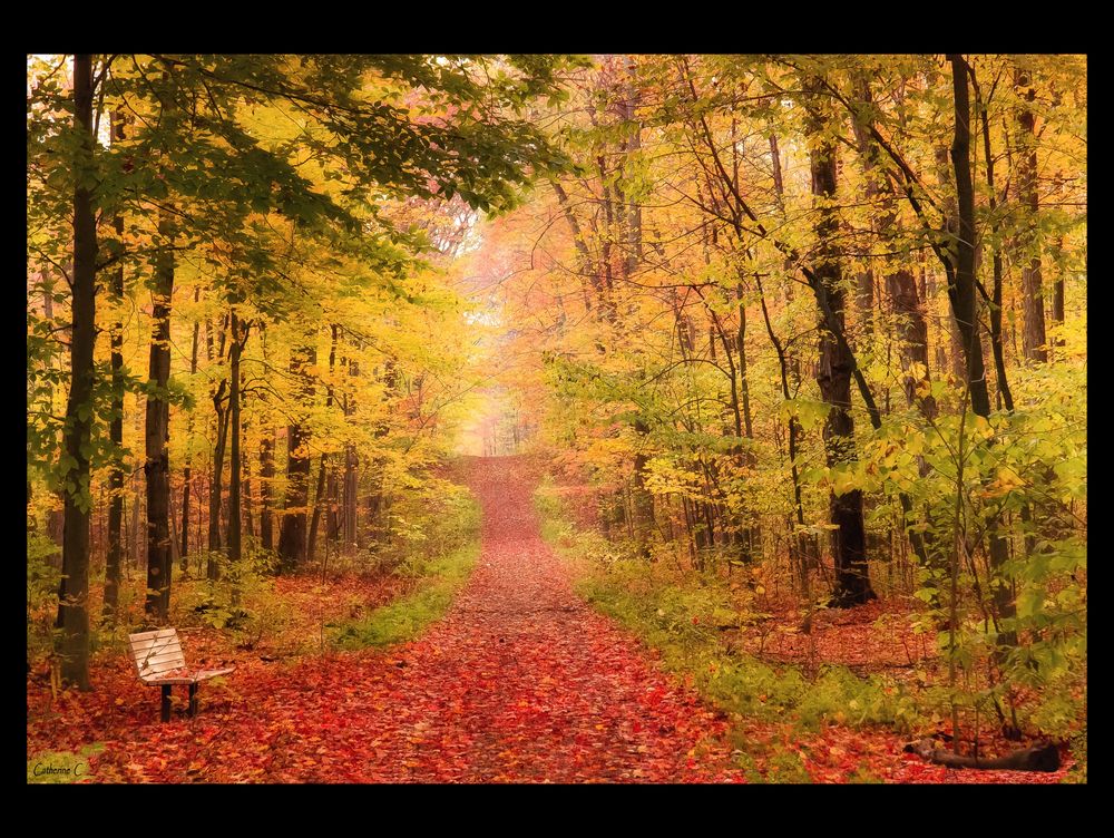 Ma balade en forêt (3) photo et image | les saisons, automne, divers ...
