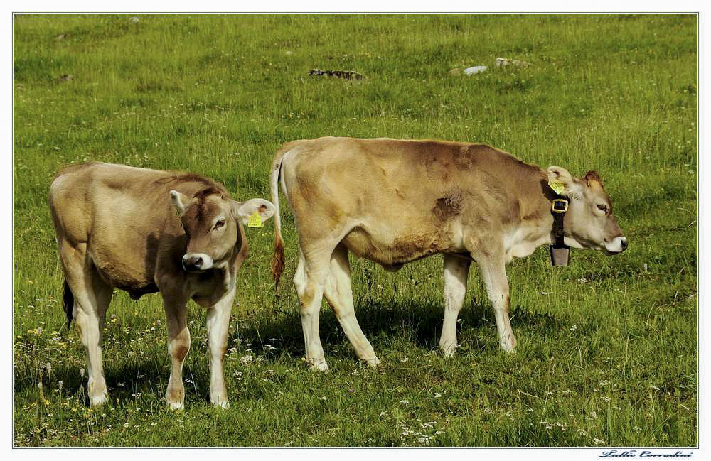 ..ma che noia!!!.. Foto % Immagini| animali, mammiferi allo stato ...