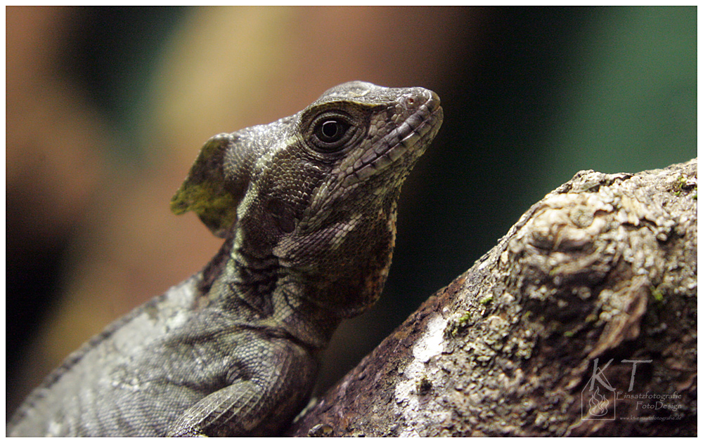 Ma guggen..... Foto & Bild | tiere, zoo, wildpark & falknerei ...