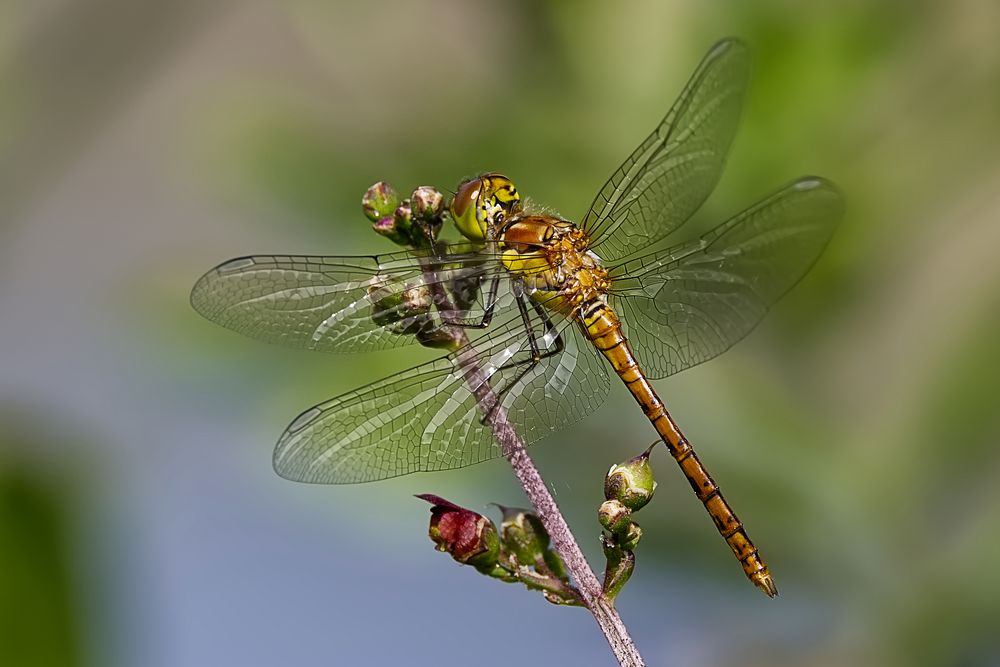 Ma libellule photo et image | macro nature, macro insectes, libellules ...