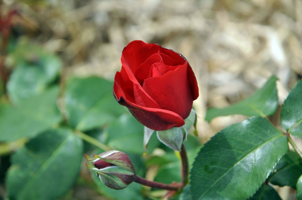 ma petite rose !:) photo et image | fleurs, roses, nature Images ...