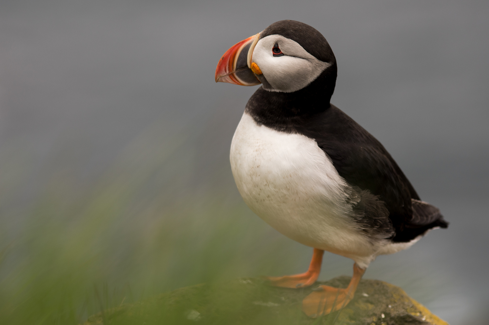 Macareux moine photo et image | animaux, animaux sauvages, oiseaux ...