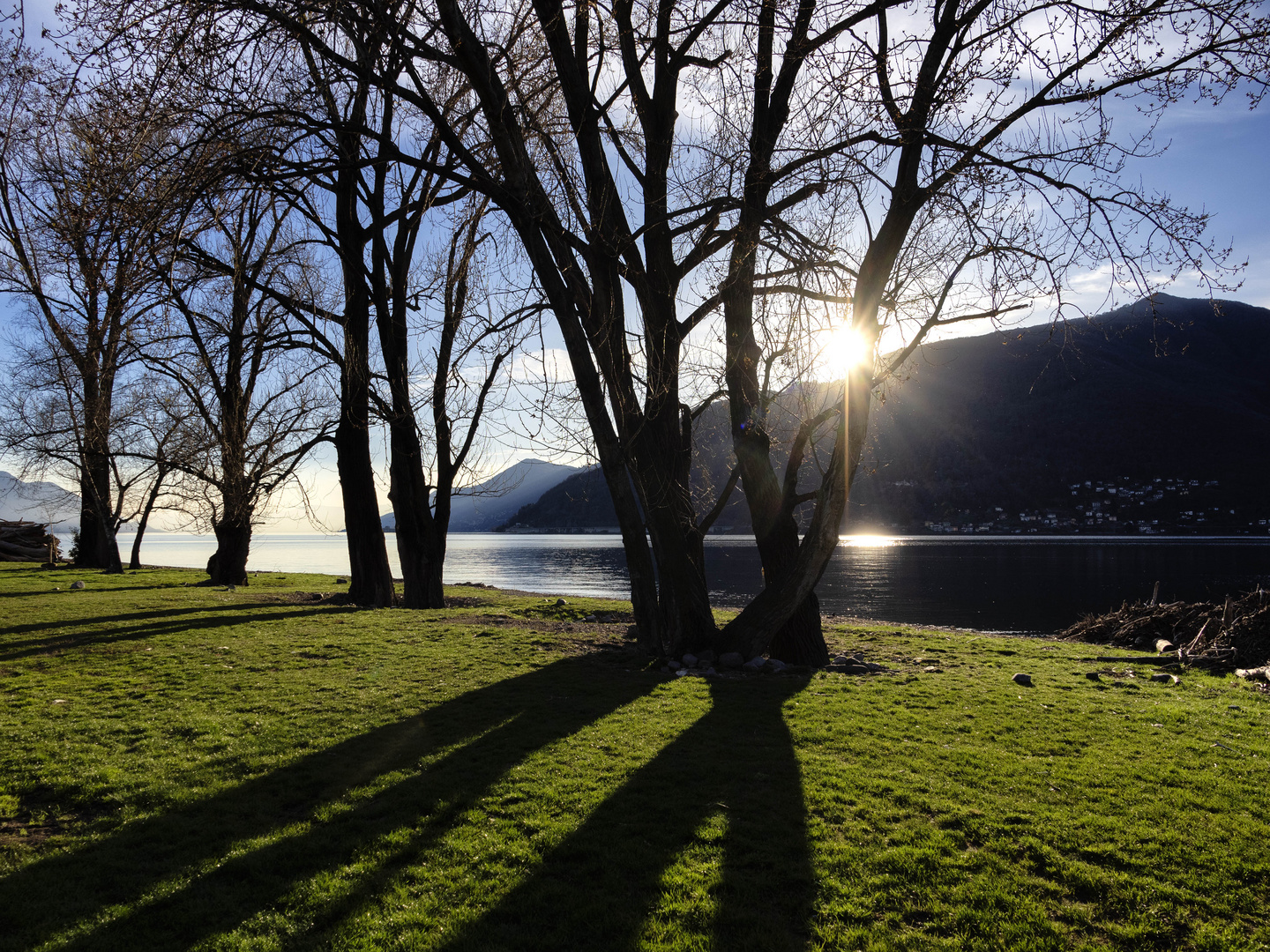 Maccagno, nel parco Giona Foto % Immagini| piante, fiori e funghi ...