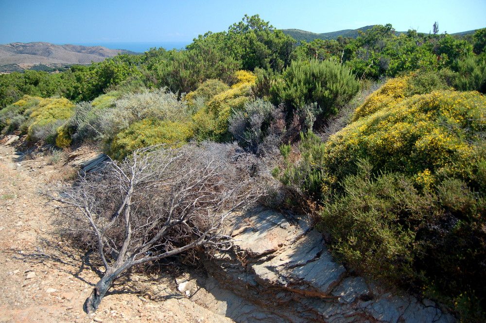 Macchie Foto & Bild | europe, greece, euböa und nördl. sporaden Bilder ...