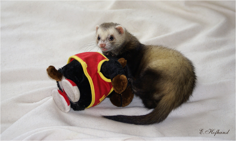 Mach dich fort..... Foto & Bild | tiere, haustiere, sonstige Bilder auf ...