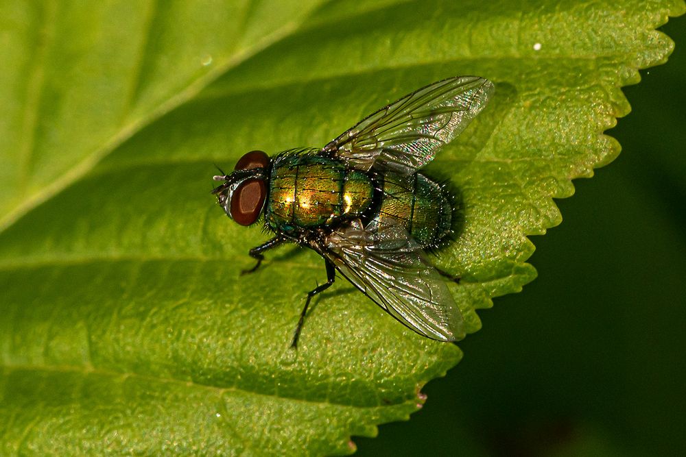 Mach´ die Fliege Foto & Bild | makro, natur, fliegen Bilder auf ...