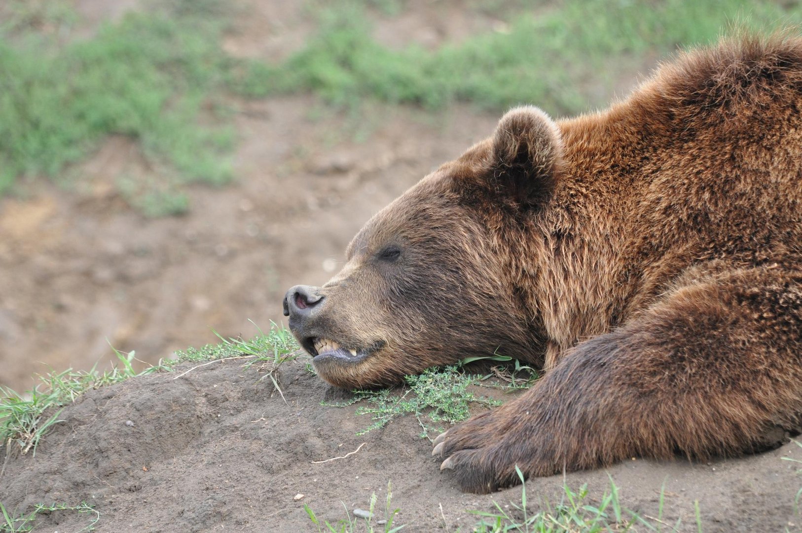 mach mal Cheese..... Foto & Bild | tiere, zoo, wildpark & falknerei ...