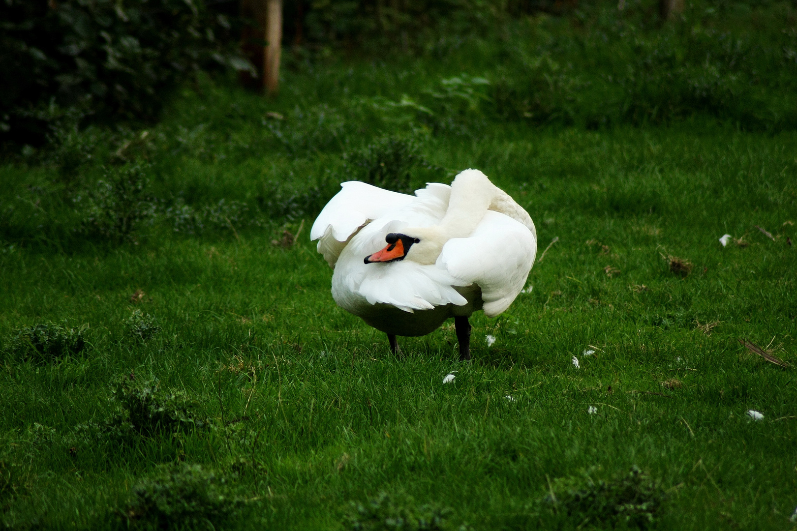 Mach mal nach! Foto & Bild | tiere, wildlife, wild lebende vögel Bilder ... Mach mal nach! Foto & Bild | tiere, wildlife, wild lebende vögel Bilder ...