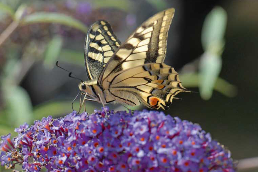Machaon 2 photo et image | nature, fleurs, macro papillons Images ...