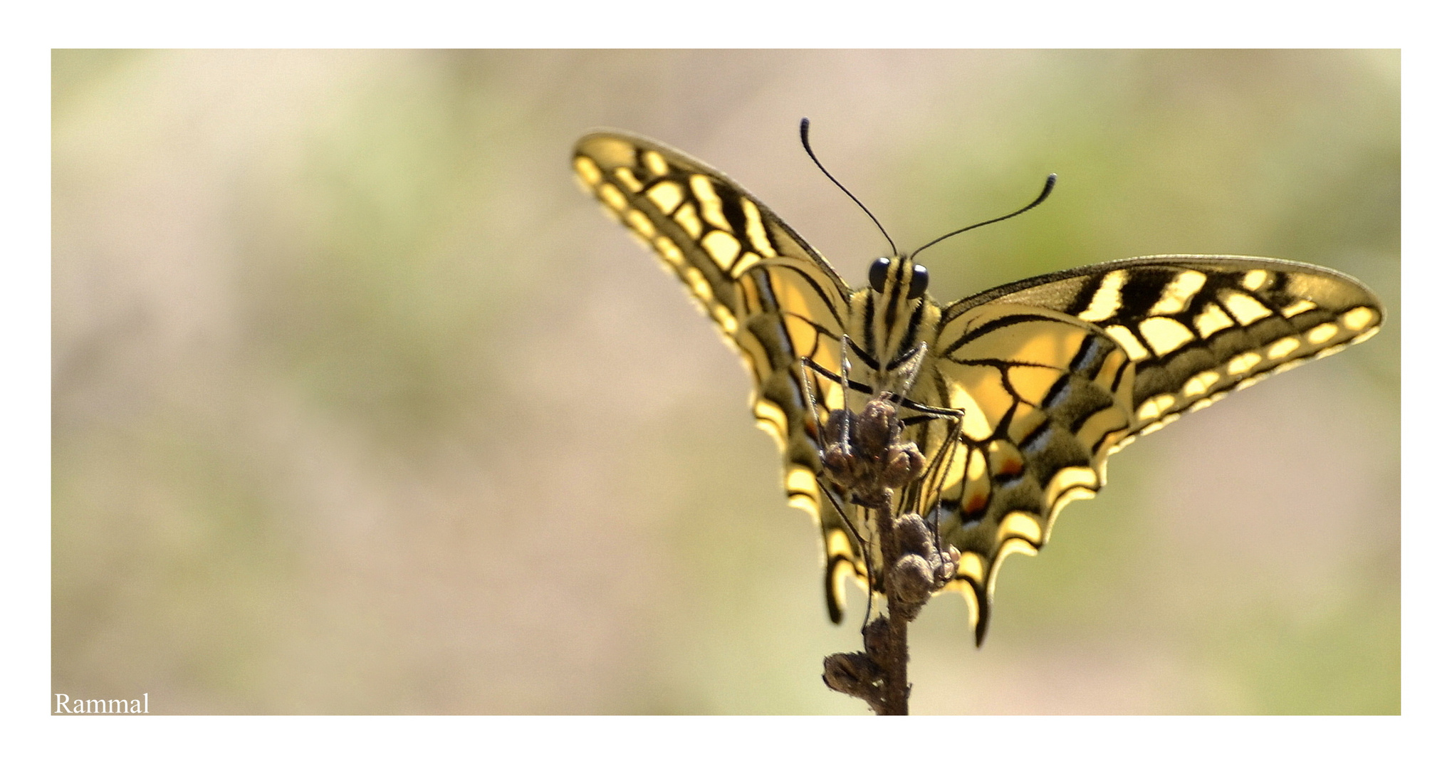 Machaon photo et image | macro nature, macro insectes, papillons Images ...