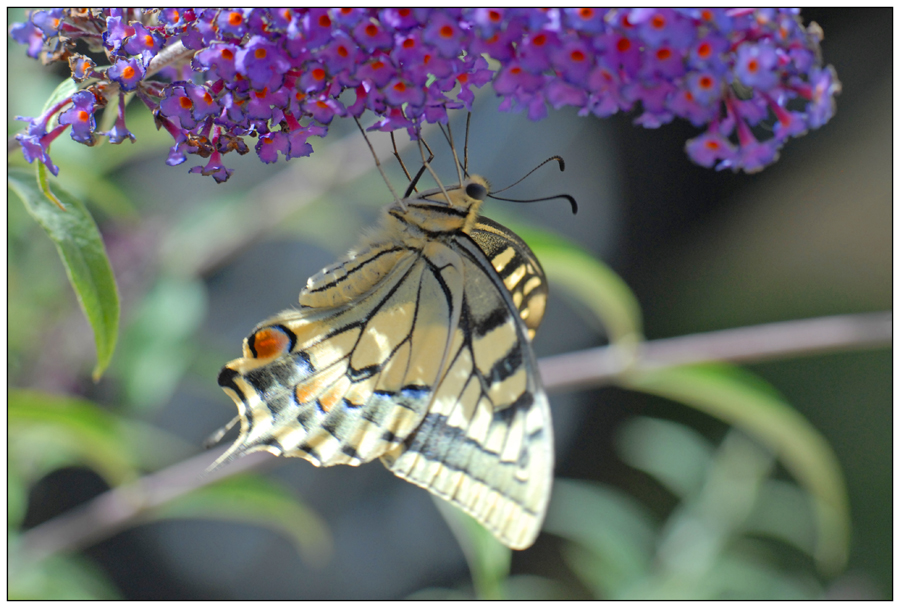 Machaon (4) photo et image | macro nature, macro insectes, papillons ...