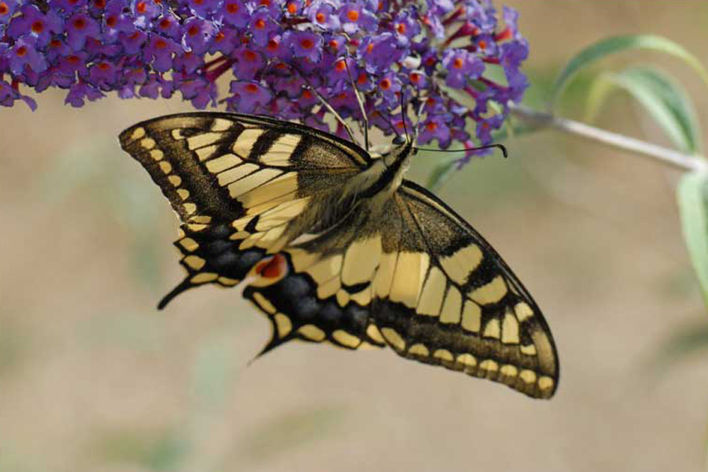 Machaon photo et image | fleurs, macro papillons, macro insecte Images ...