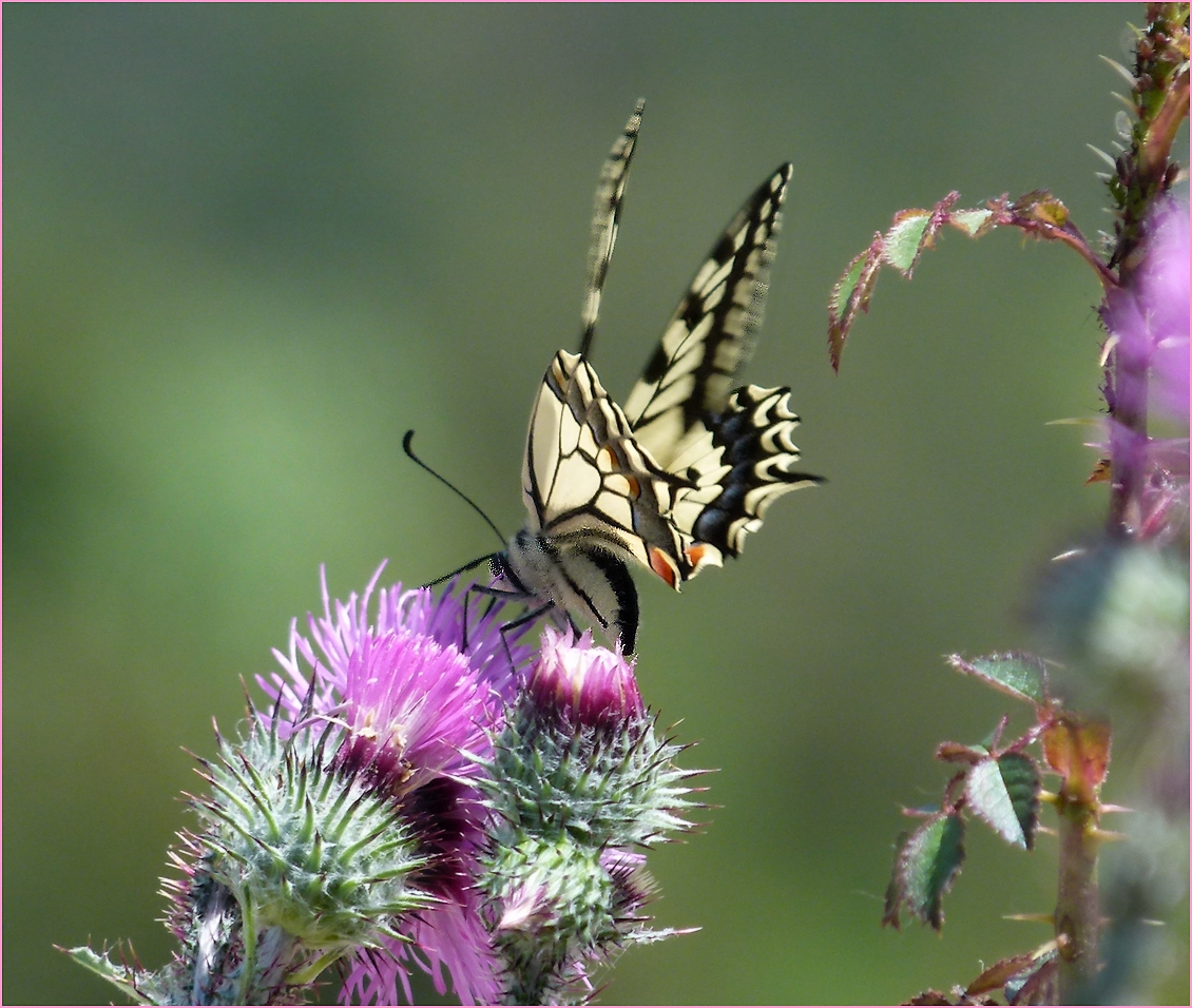 * machaon * photo et image | macro nature, macro insectes, papillons ...