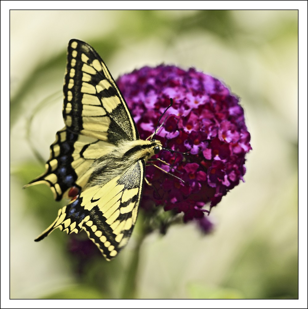 Machaon photo et image | macro nature, macro insectes, papillons Images ...