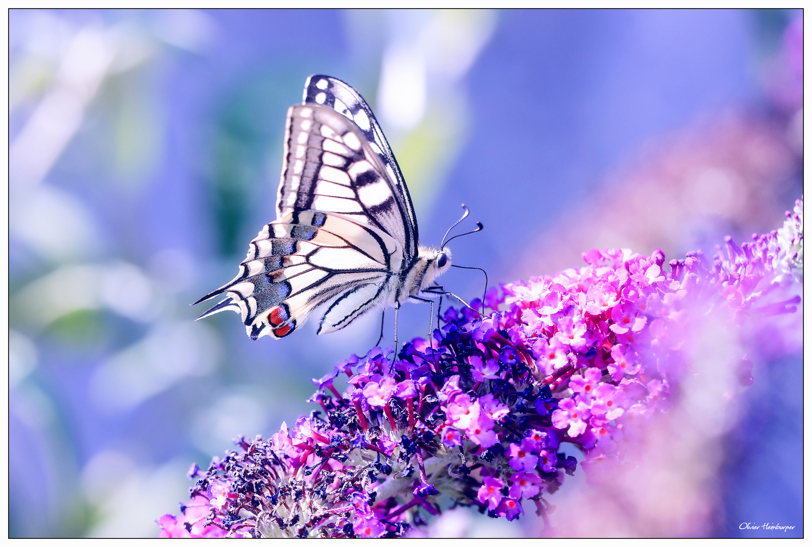 Machaon photo et image | macro nature, macro insectes, papillons Images ...