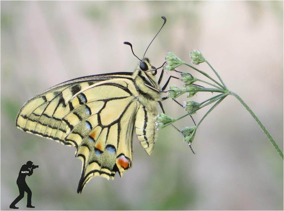 Machaon photo et image | macro nature, macro insectes, papillons Images ...