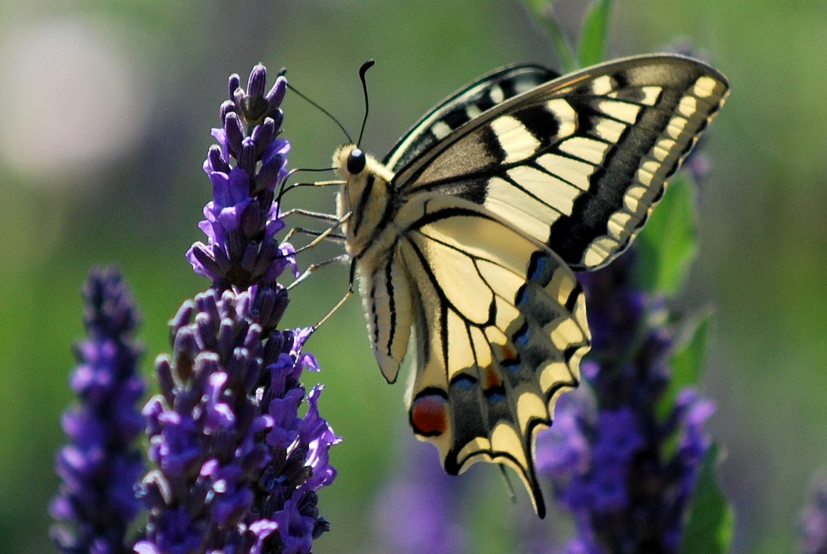 Machaon photo et image | macro nature, macro insectes, papillons Images ...