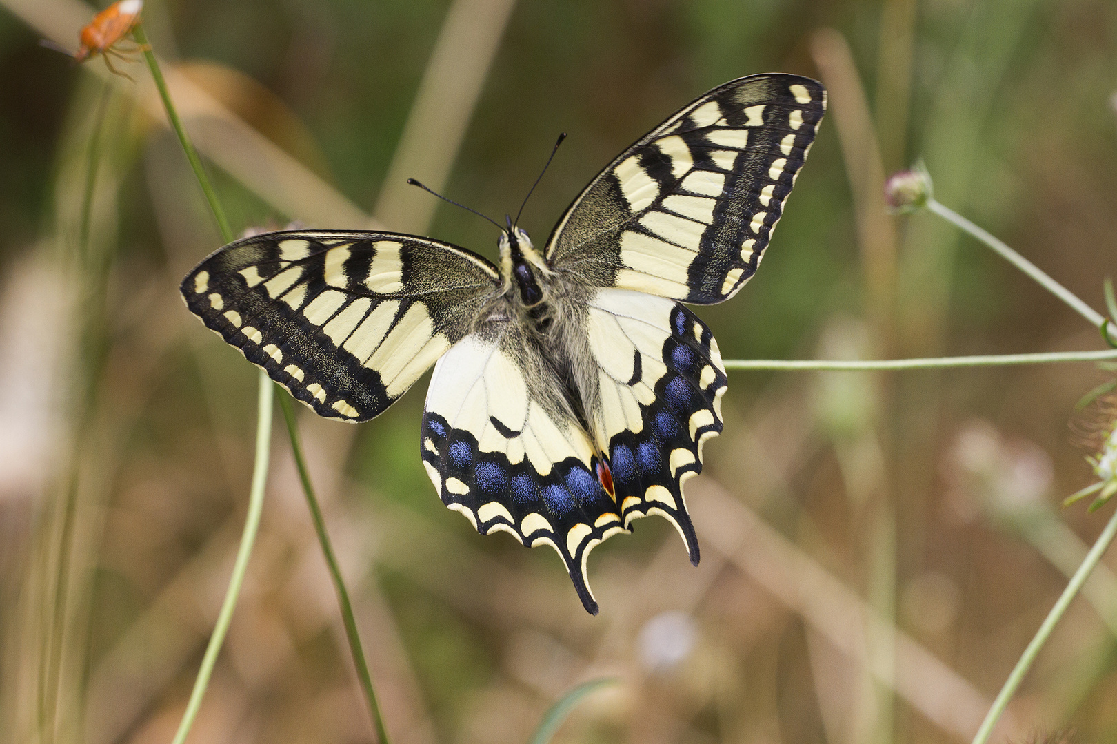 Machaon photo et image | nature, macro, animaux Images fotocommunity