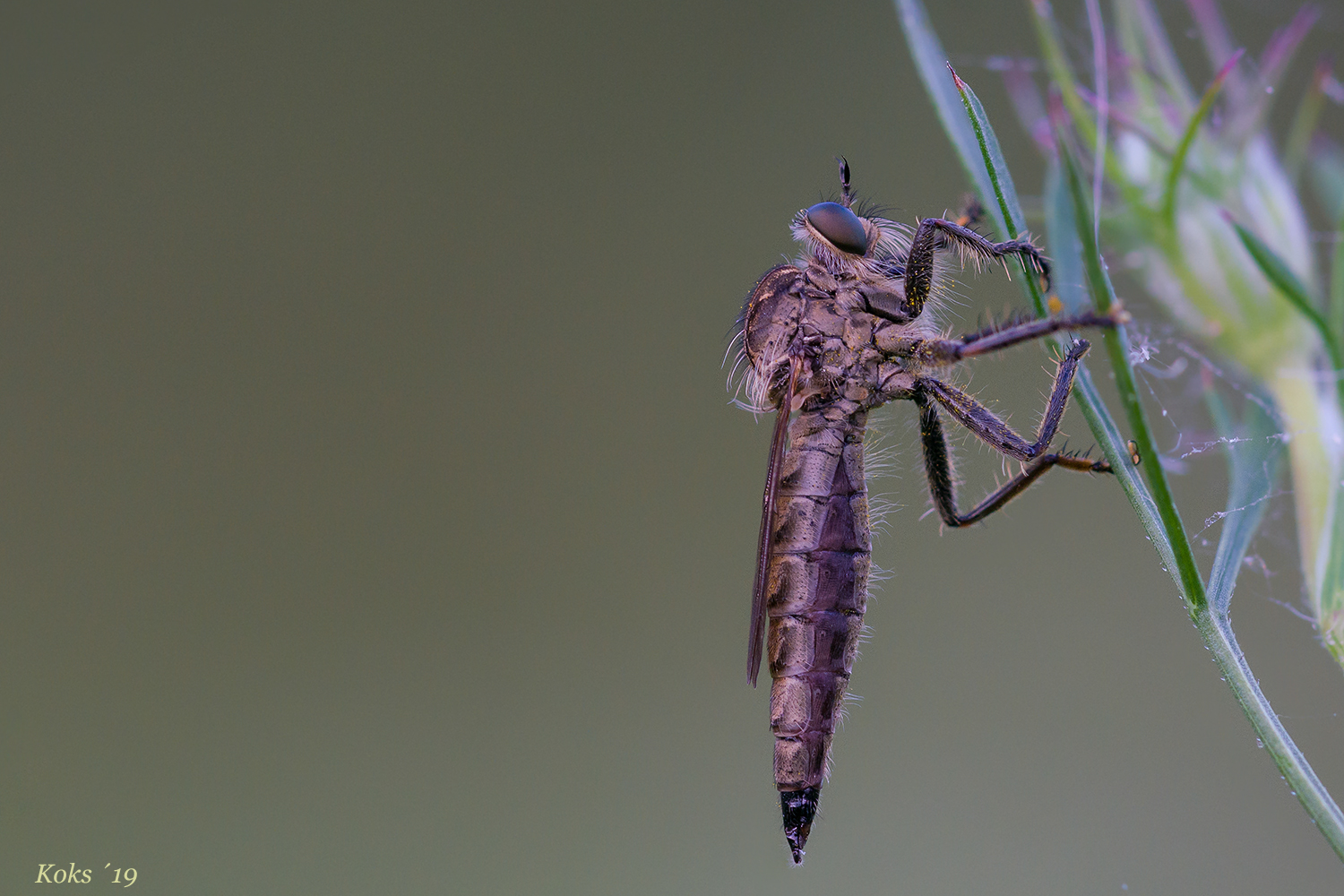 Machimus rusticus Foto & Bild | tiere, wildlife, insekten Bilder auf ...