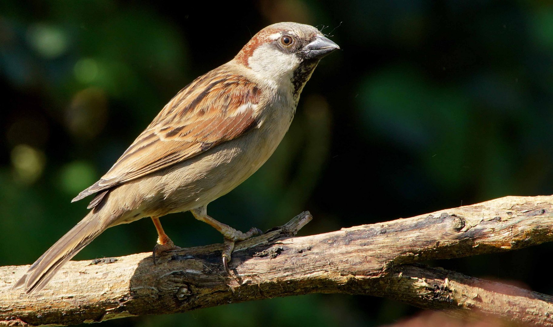 Macho Imagen & Foto | animales, aves, nature Fotos de fotocommunity