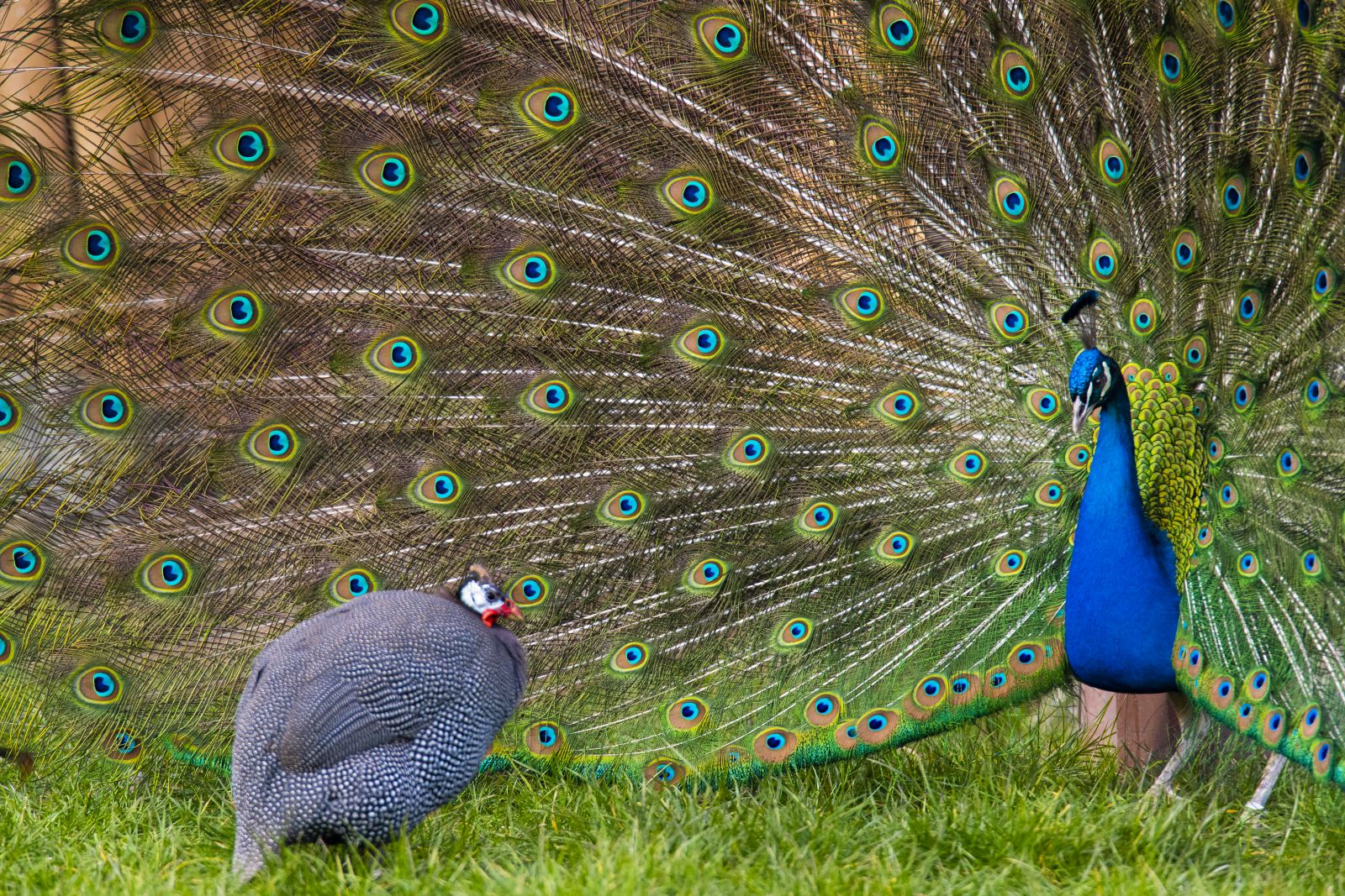 Macho Foto & Bild | outdoor, natur, vogel Bilder auf fotocommunity