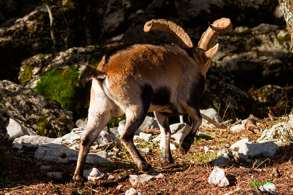 Macho montés. Imagen & Foto | animales, animales salvajes, naturaleza ...