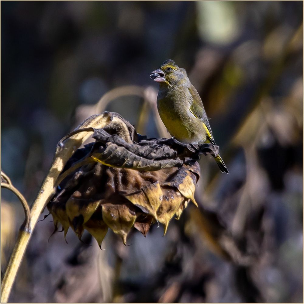 Mackie Messer... Foto & Bild | spezial, natur, pflanzen Bilder auf ...