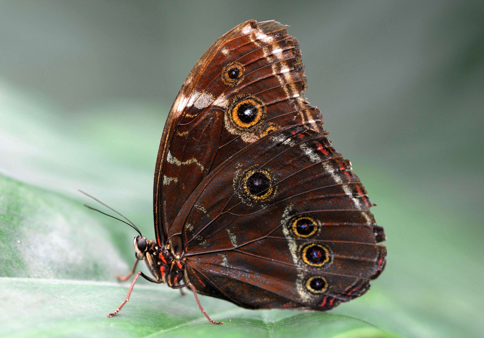 Macro d'un papillon photo et image | macro nature, macro insectes ...