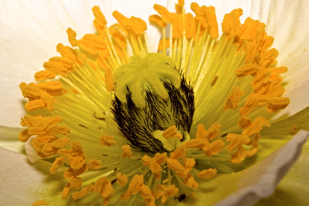 macro fleur photo et image | macro nature, macro fleurs, nature Images ...