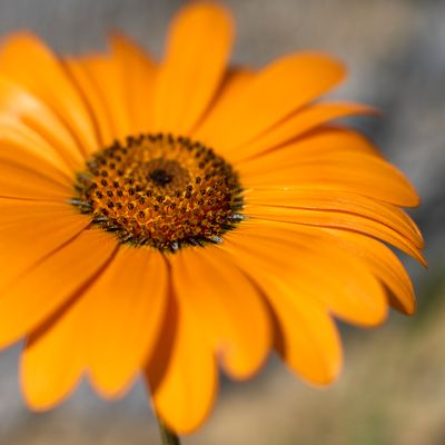 Macro Fleurs Images & Photos