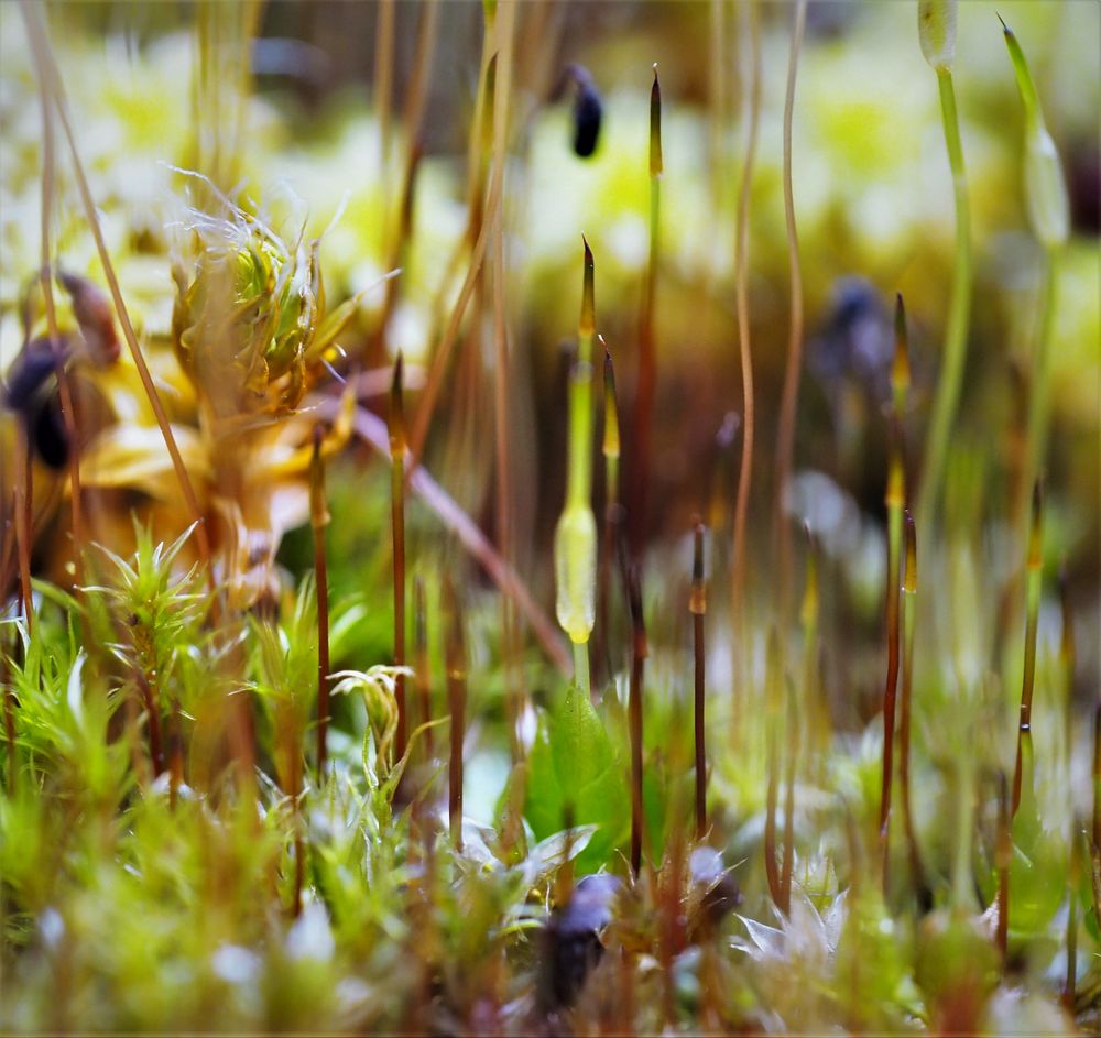 Macro for Moose ? Foto & Bild | world, spezial, makro Bilder auf ...