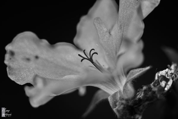 Macro Fleurs Images & Photos