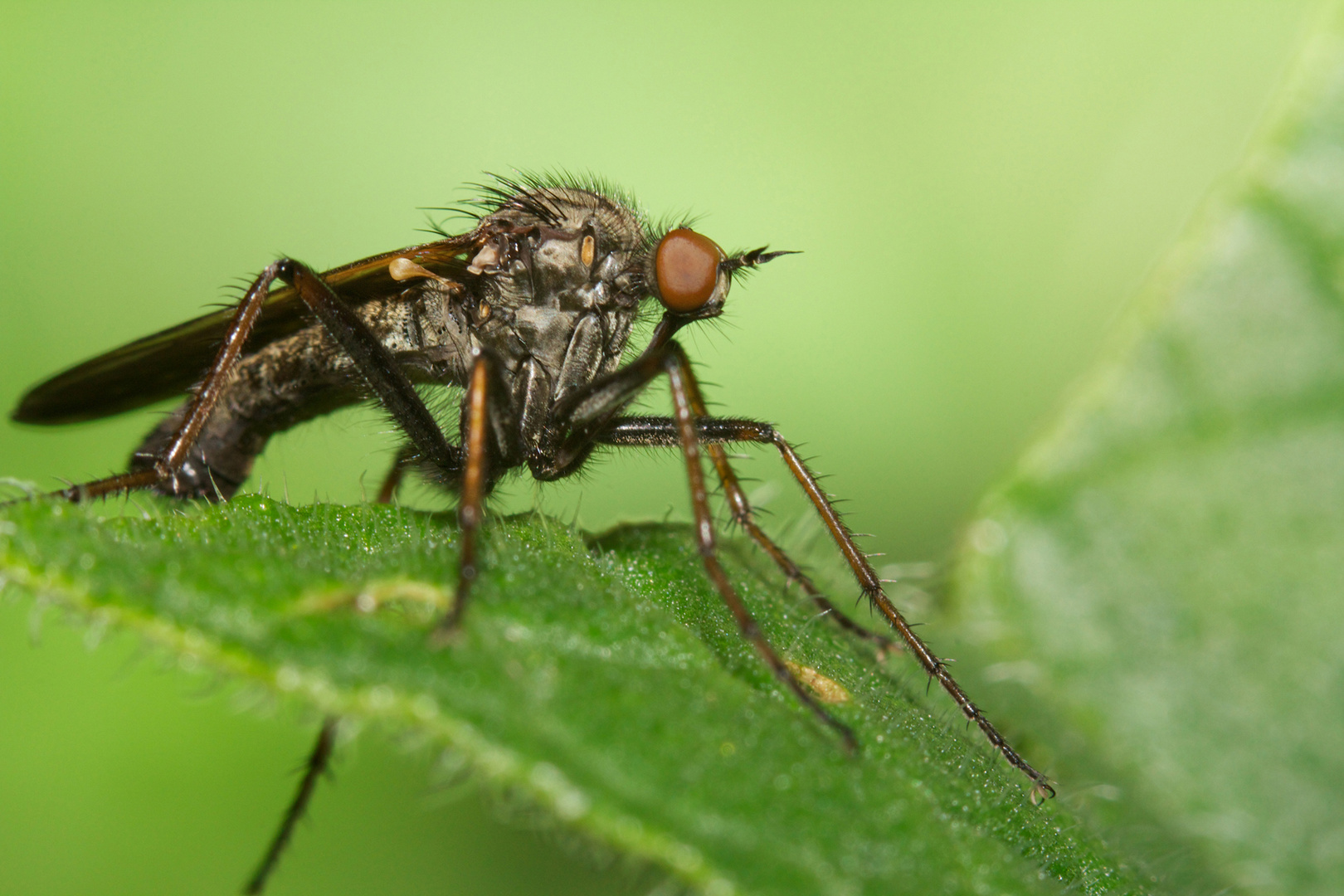 MACRO INSECTE photo et image | macro nature, macro insectes, nature ...