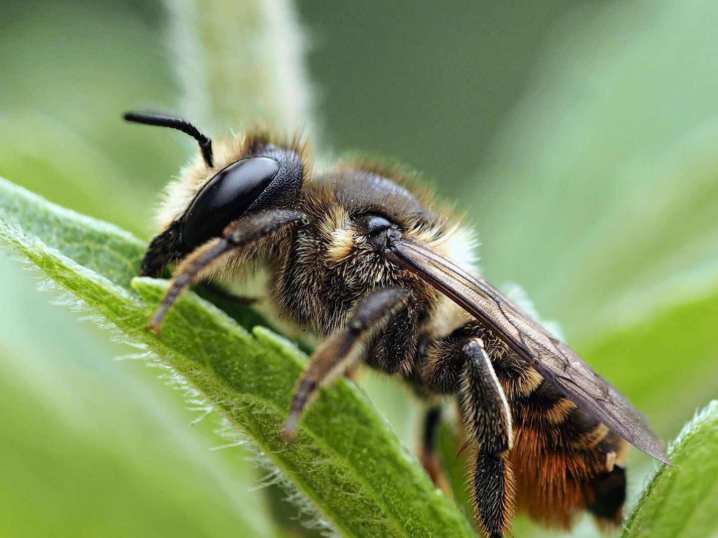 macro insecte photo et image | nature, macro, olympus Images fotocommunity